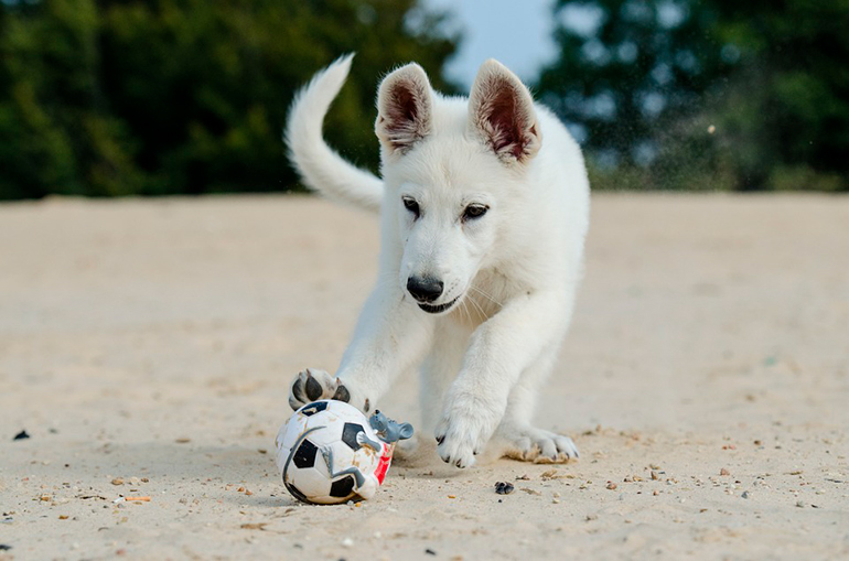 Consejos para ir con tu perro a la playa este verano