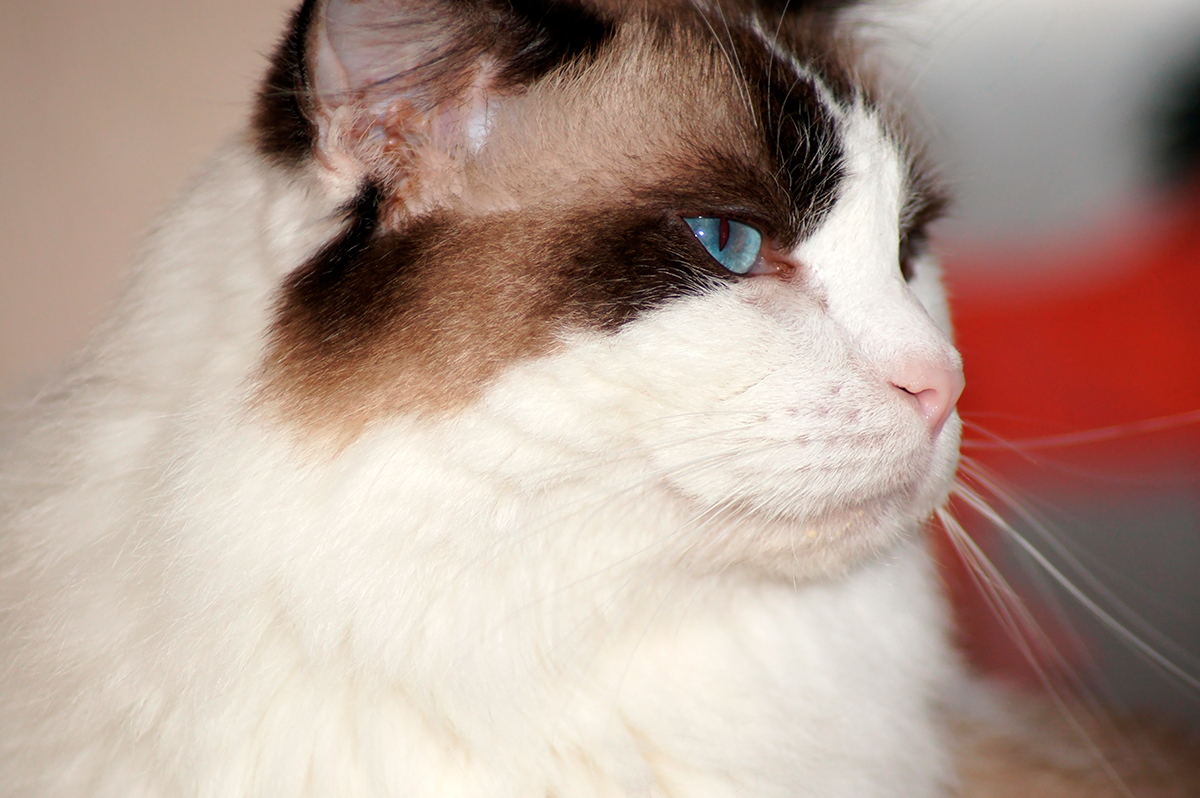 El gato Ragdoll | Historia y características