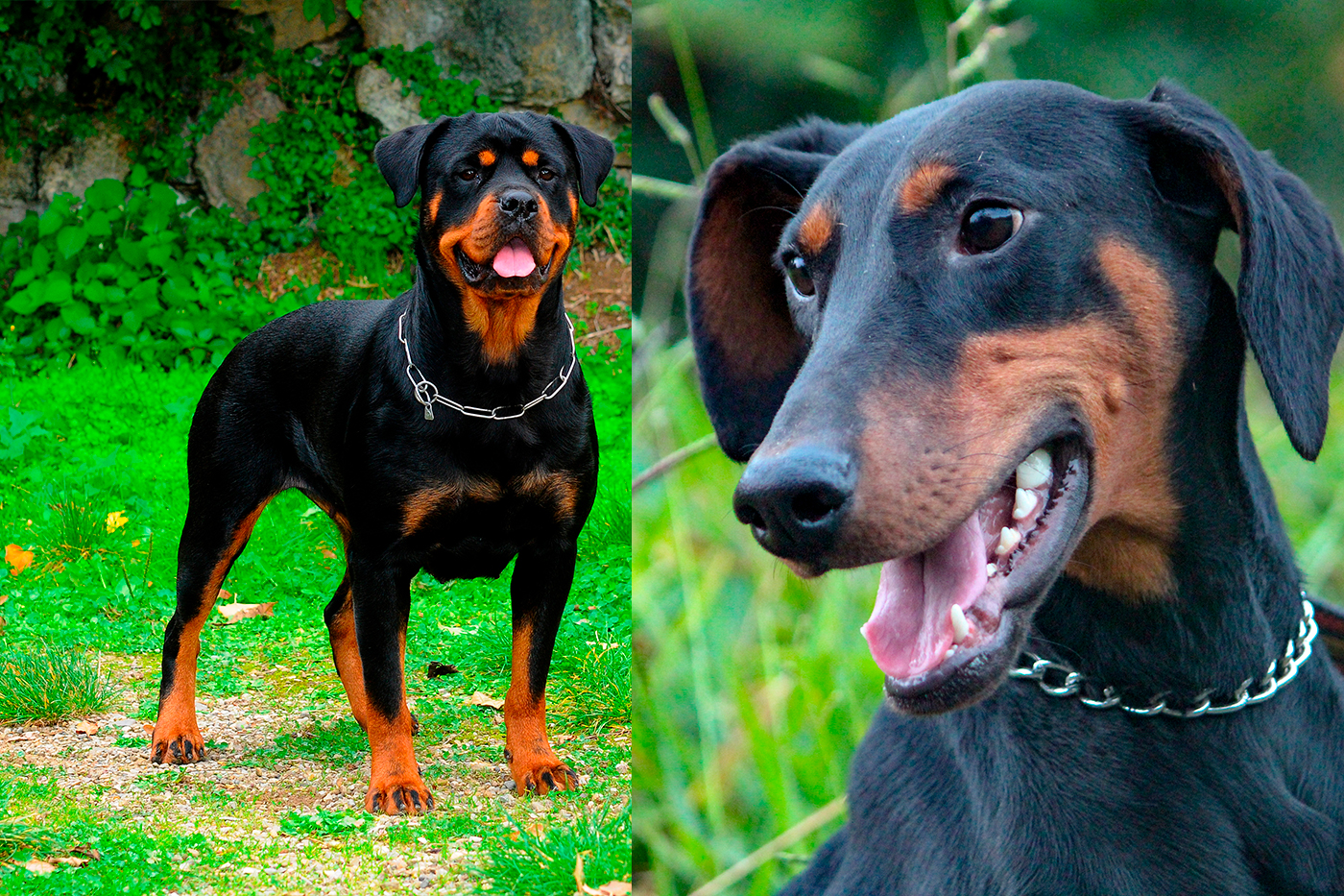 Rottweiler vs Dóberman ¿Diferencias?