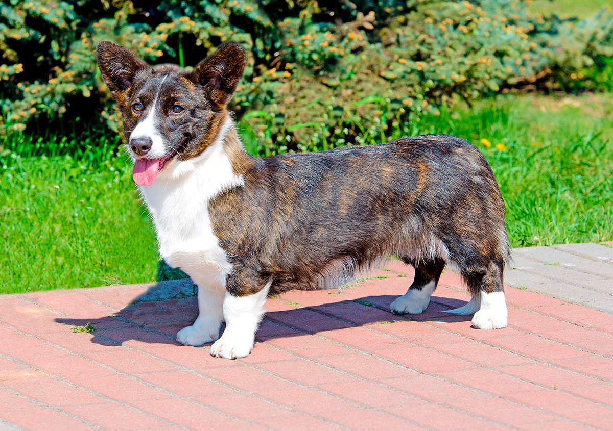 Historia y origen de la raza Corgi Galés