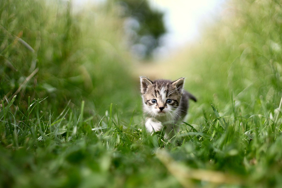 ¿Por qué se bufan los gatos?