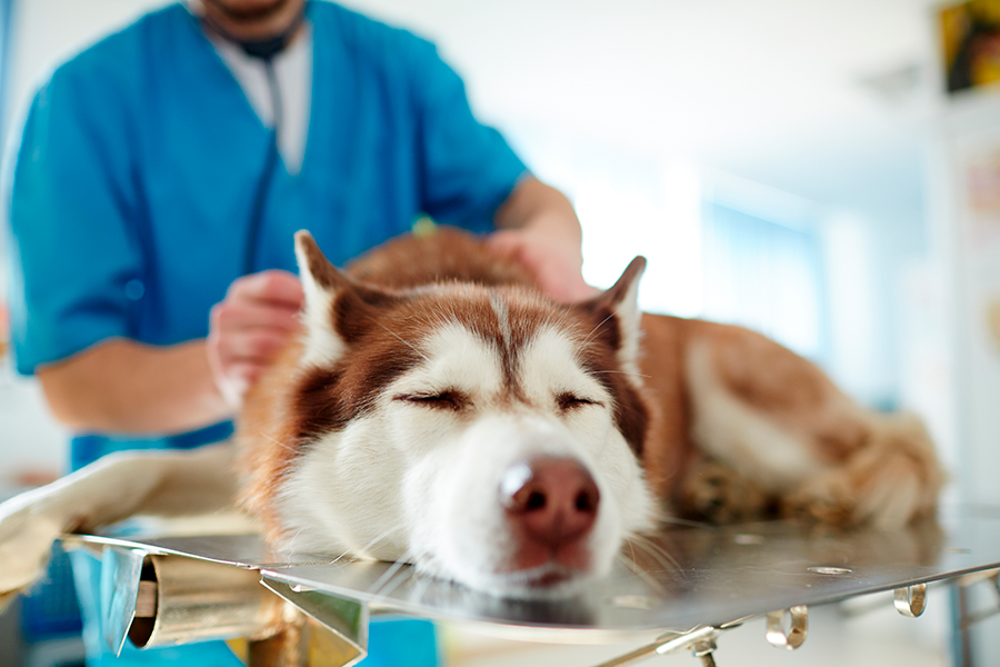 ¿Qué debe comer un perro con hipotiroidismo?